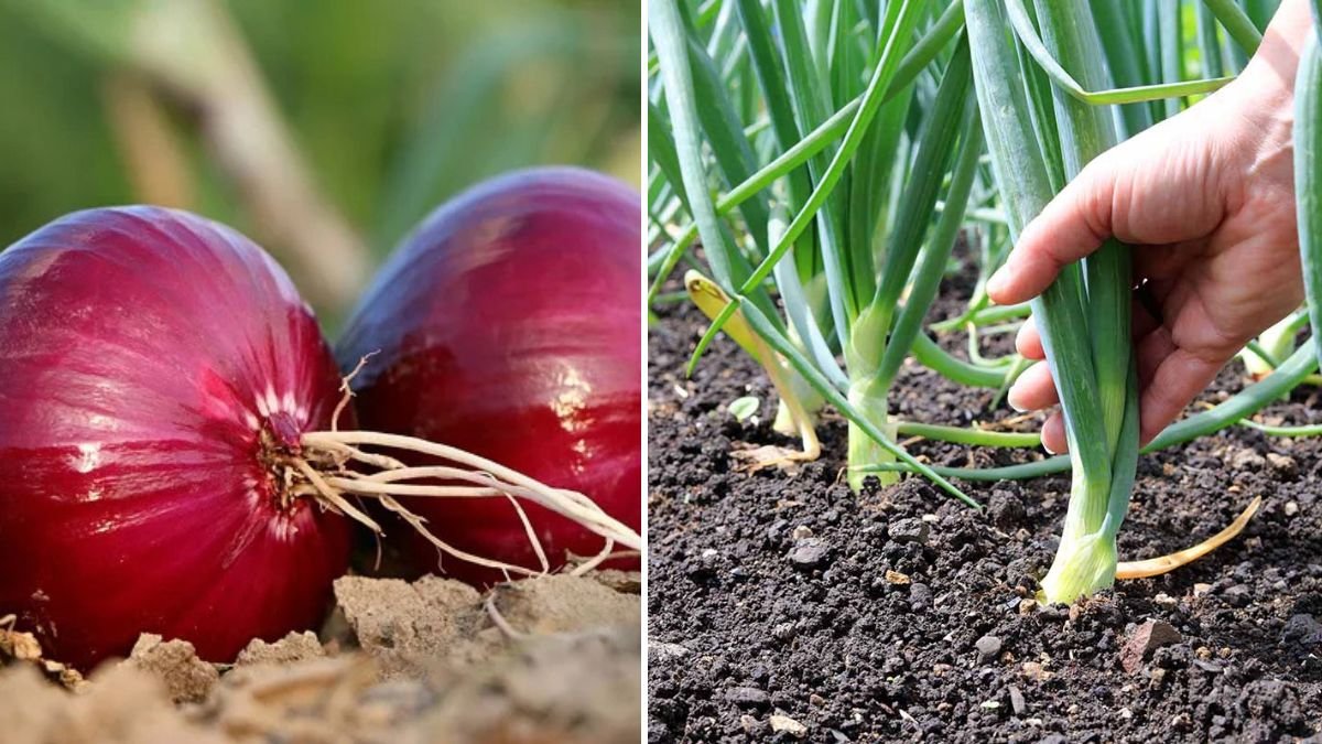 Grow Endless Spring Onions in PVC Pipes: A Complete Seed-to-Harvest ...