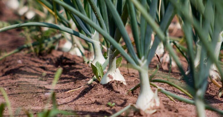 Grow Endless Spring Onions in PVC Pipes: A Complete Seed-to-Harvest ...